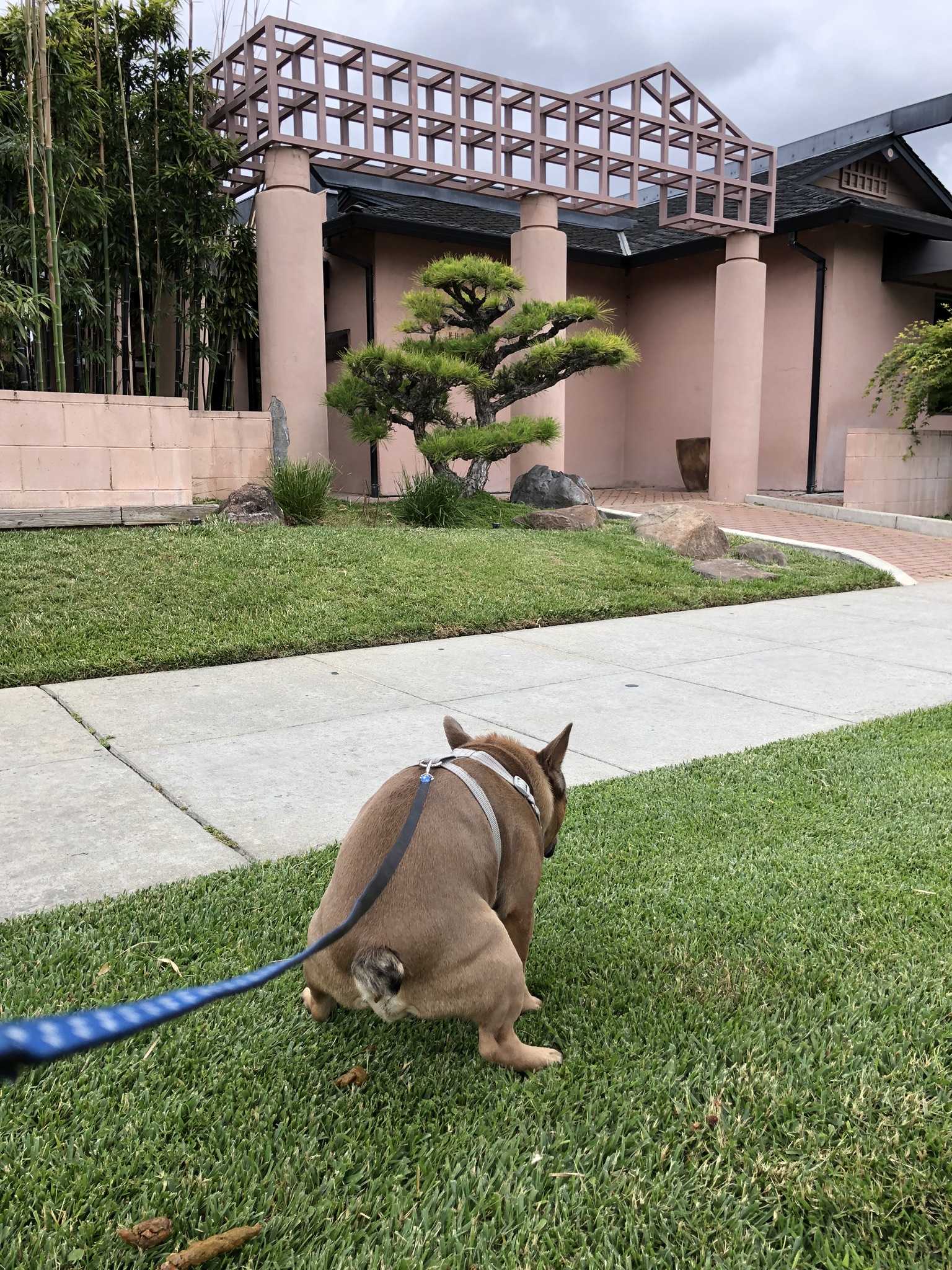 Dedicated to filthy dogs | Sam's Alfresco Coffee