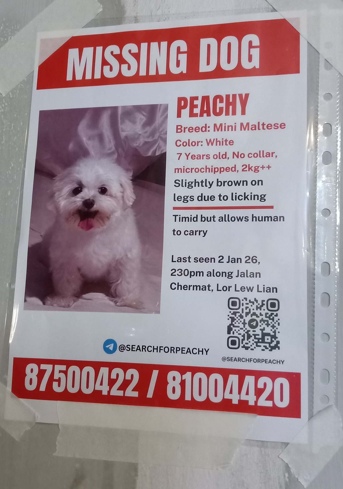 peachy is missing | Sam's Alfresco Coffee